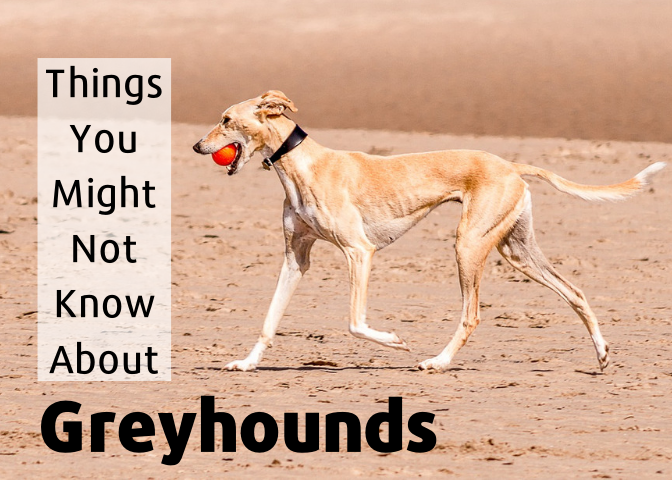10 Interesting Facts About Greyhounds - PetHelpful