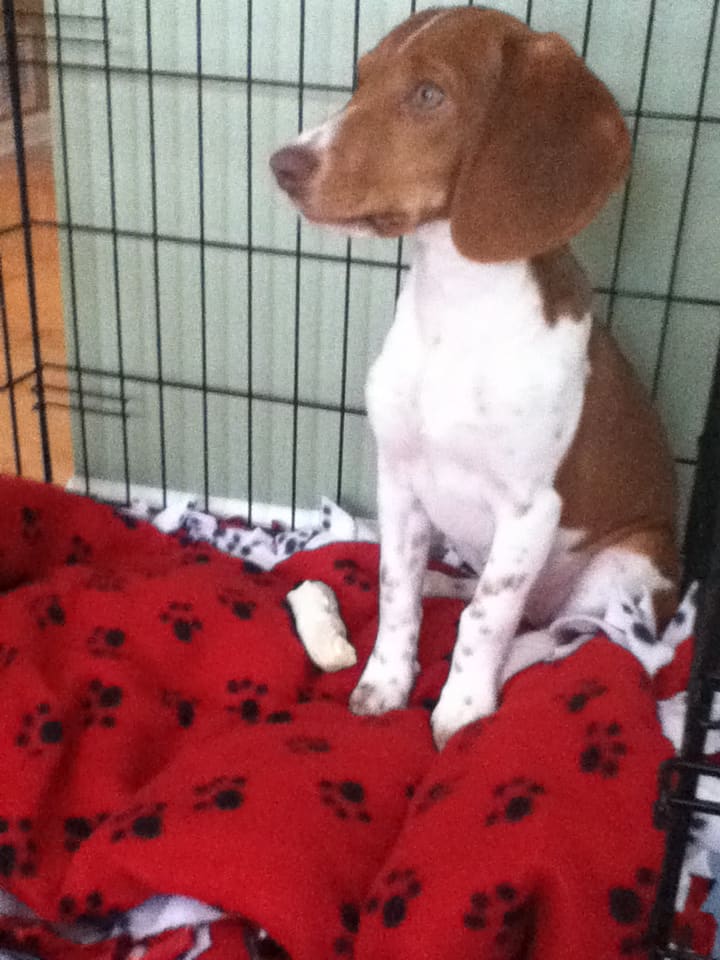 How to Train a Puppy to Potty and Poop Outside - PetHelpful