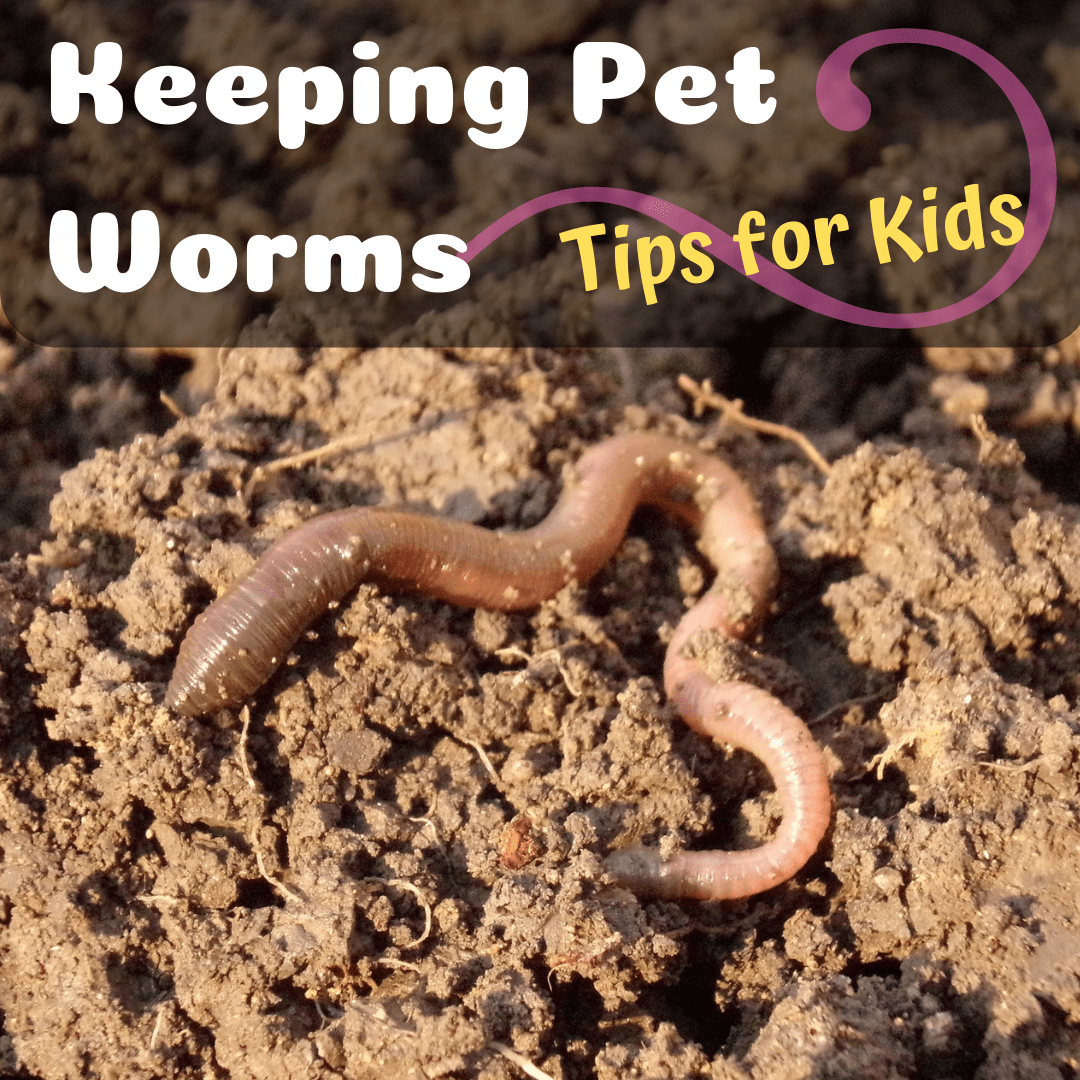 How to Care for Pet Worms: Advice for Kids on Keeping Earthworms ...