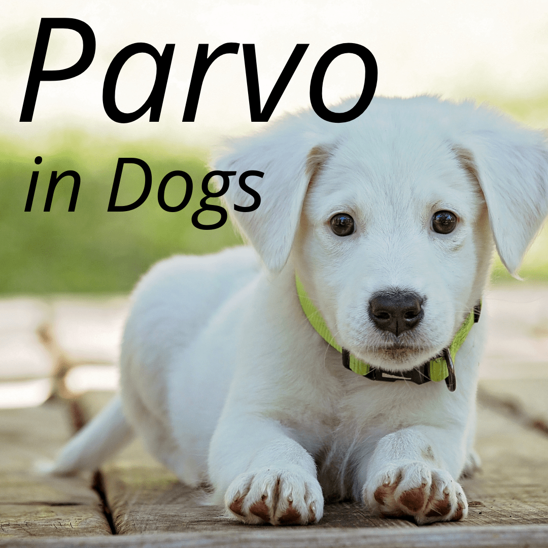 Canine Parvovirus Poop Parvovirus Spreads Via Dog Feces And Kills