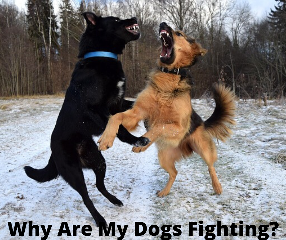 Why Are My Dogs Suddenly Fighting?