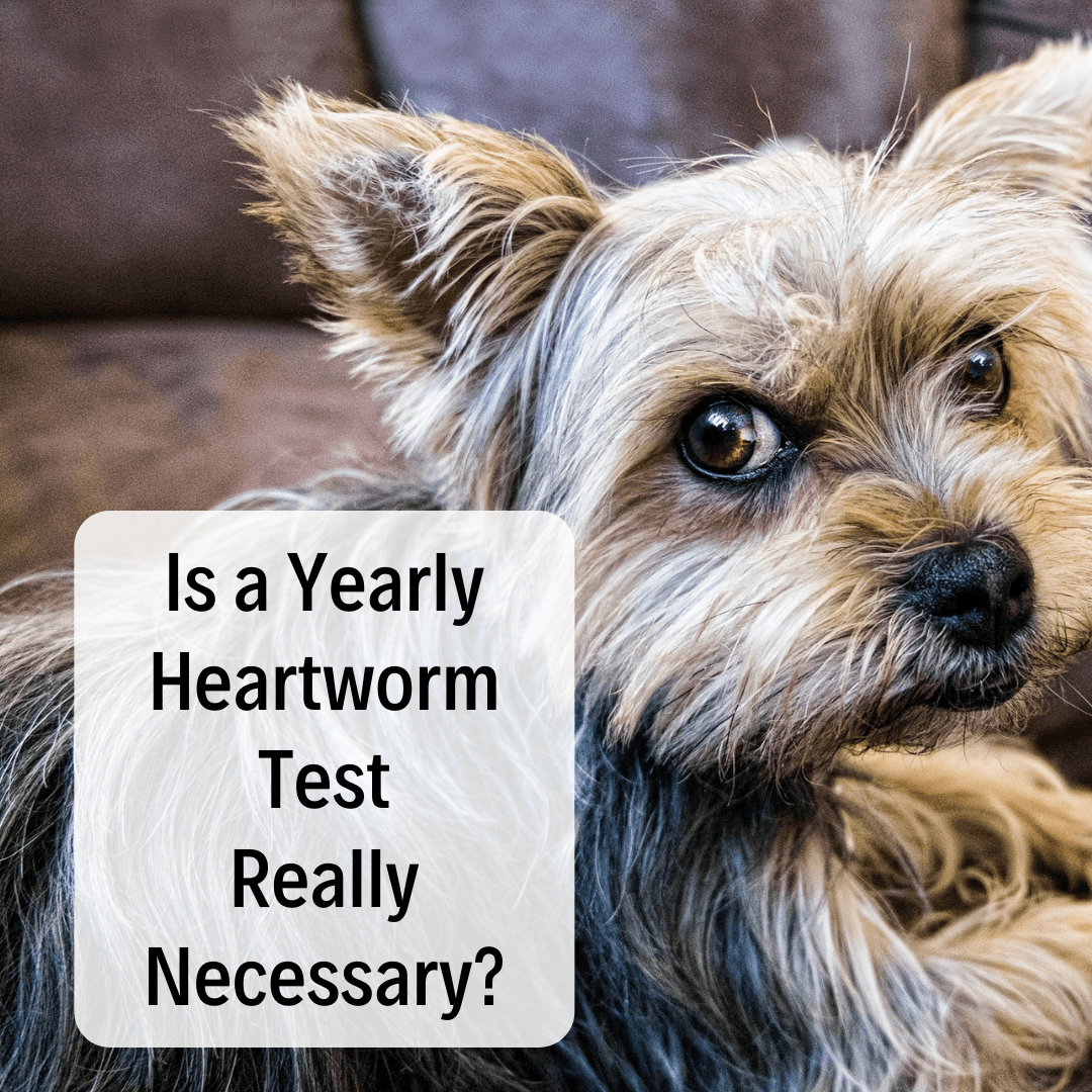Why Your Dog Does Not Need a Heartworm Test Every Year - PetHelpful