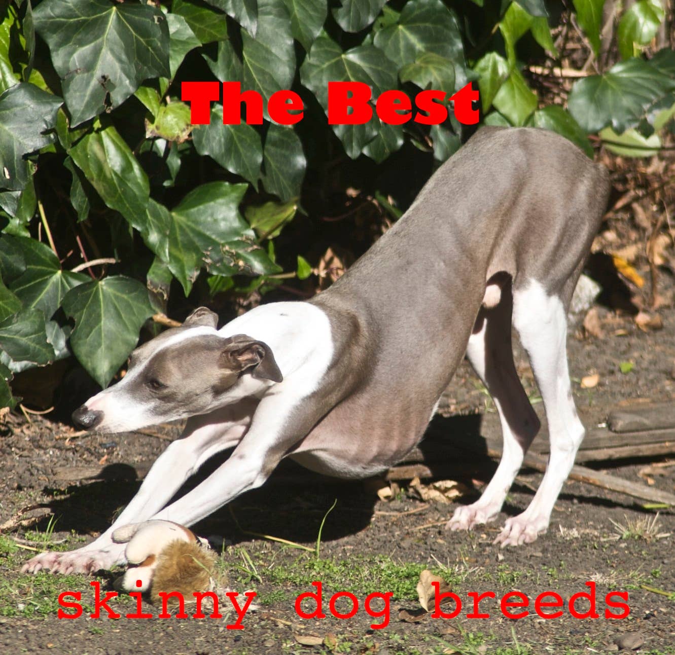 5 Skinny Dog Breeds You Will Want to Bring Home - PetHelpful