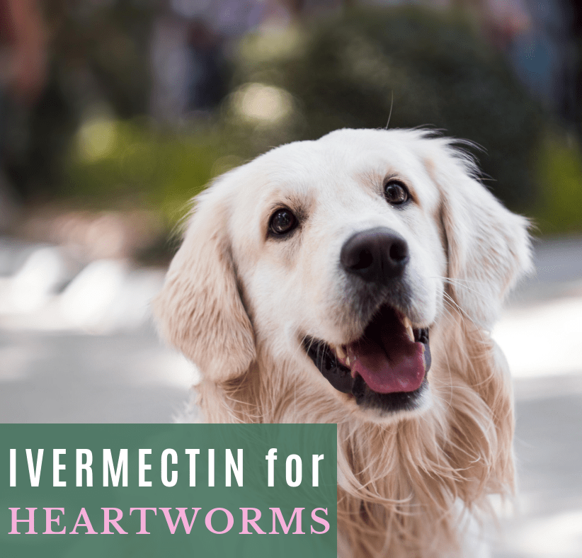 Is Slow-Kill the Safest Heartworm Medicine and Treatment for Your Dog ...