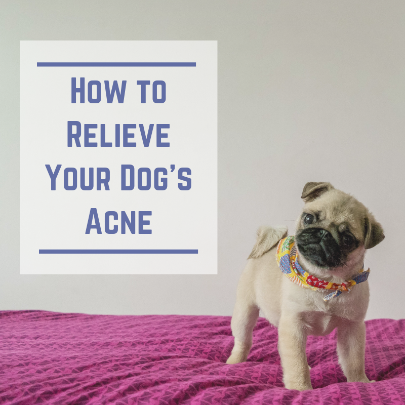 Does My Dog Have Acne or Pimples? Are There Natural, Homemade Remedies ...