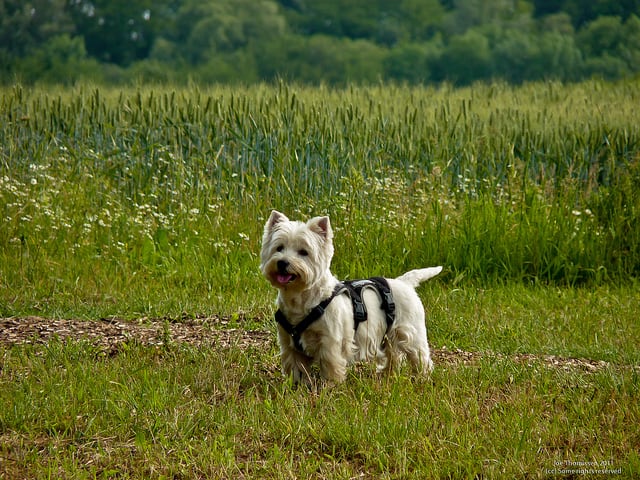 6 Common Reasons Your Dog Scratches All the Time - PetHelpful