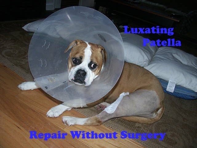 How to Fix a Dog’s Luxating Patella (Bad Knee) Without Surgery - PetHelpful