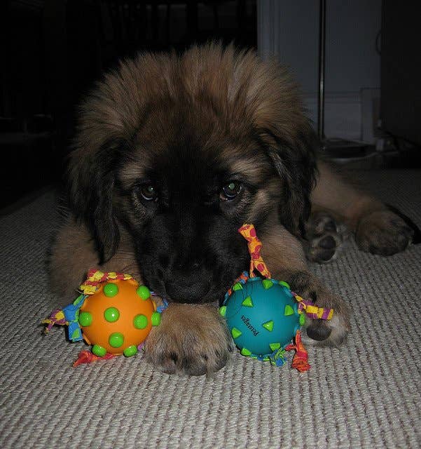 The 5 Best Large German Dog Breeds