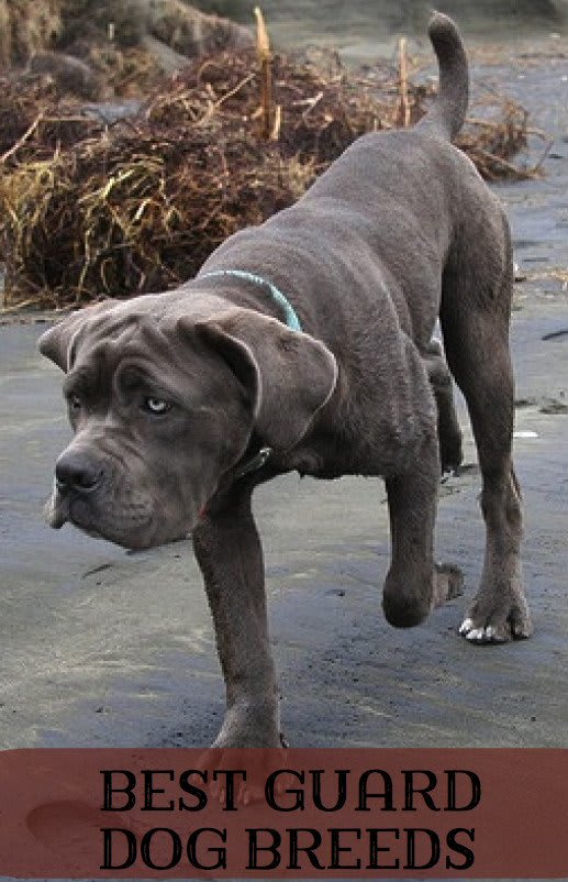 Mastiff guard dog store