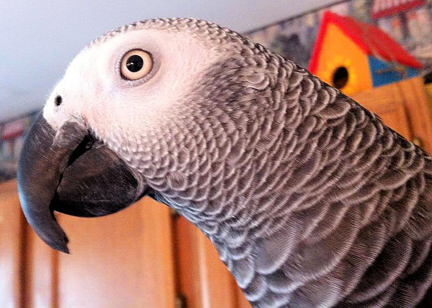 African Grey Parrot 'Bossing' Alexa Around Is Full of Diva Energy ...