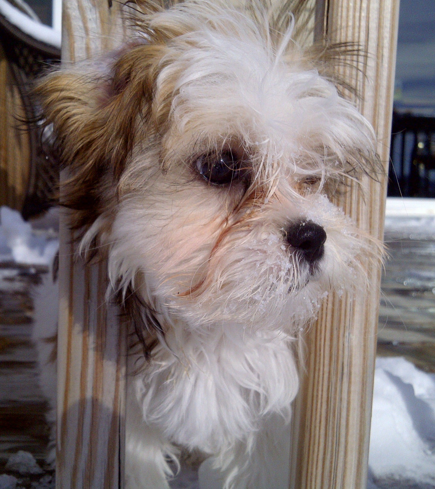 Teddy Bear Malshi: Cross of Maltese and Shih-Tzu Dog Breeds - PetHelpful