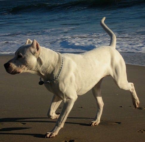5 Great Dog Breeds From Latin America