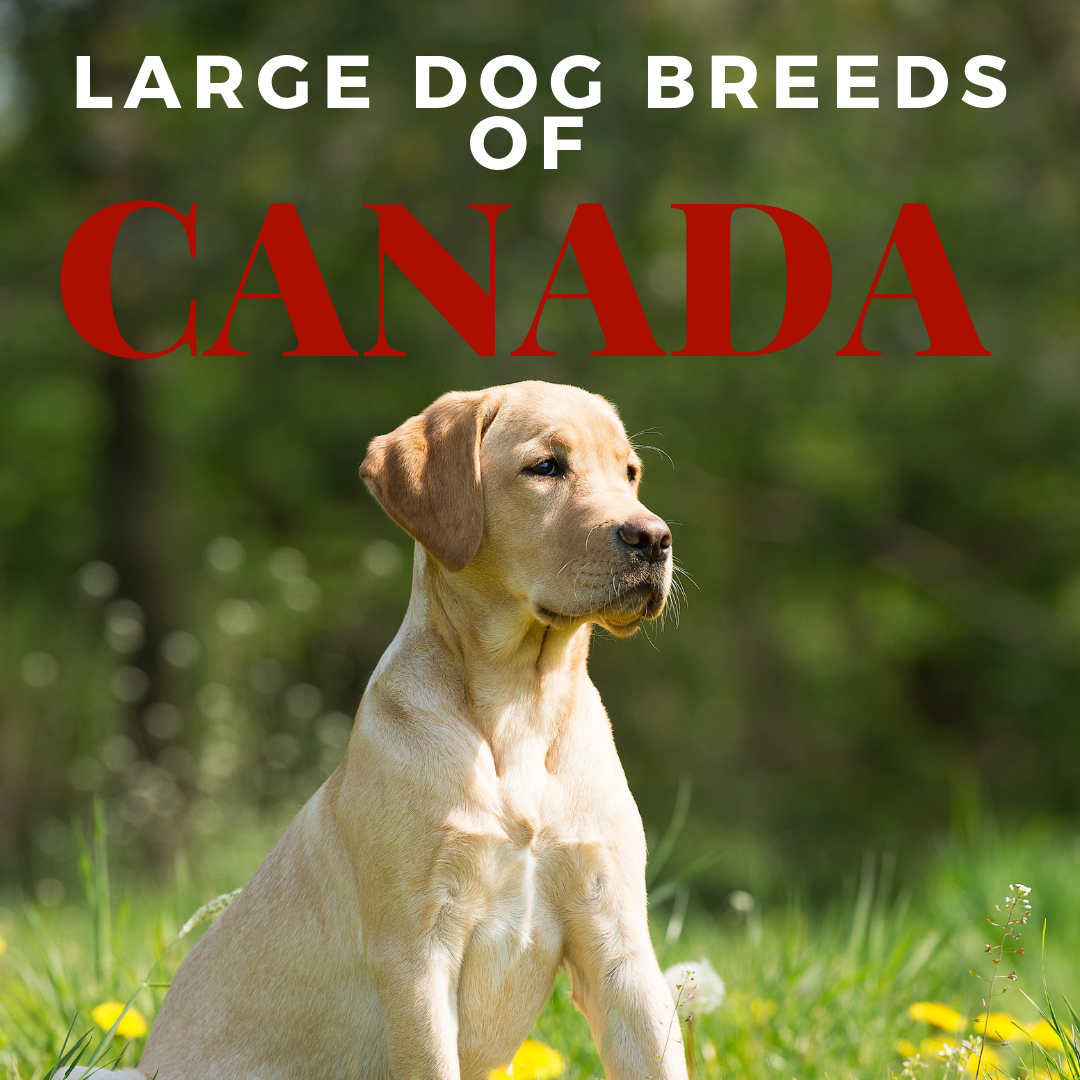 The 5 Best Large Dog Breeds From Canada - PetHelpful