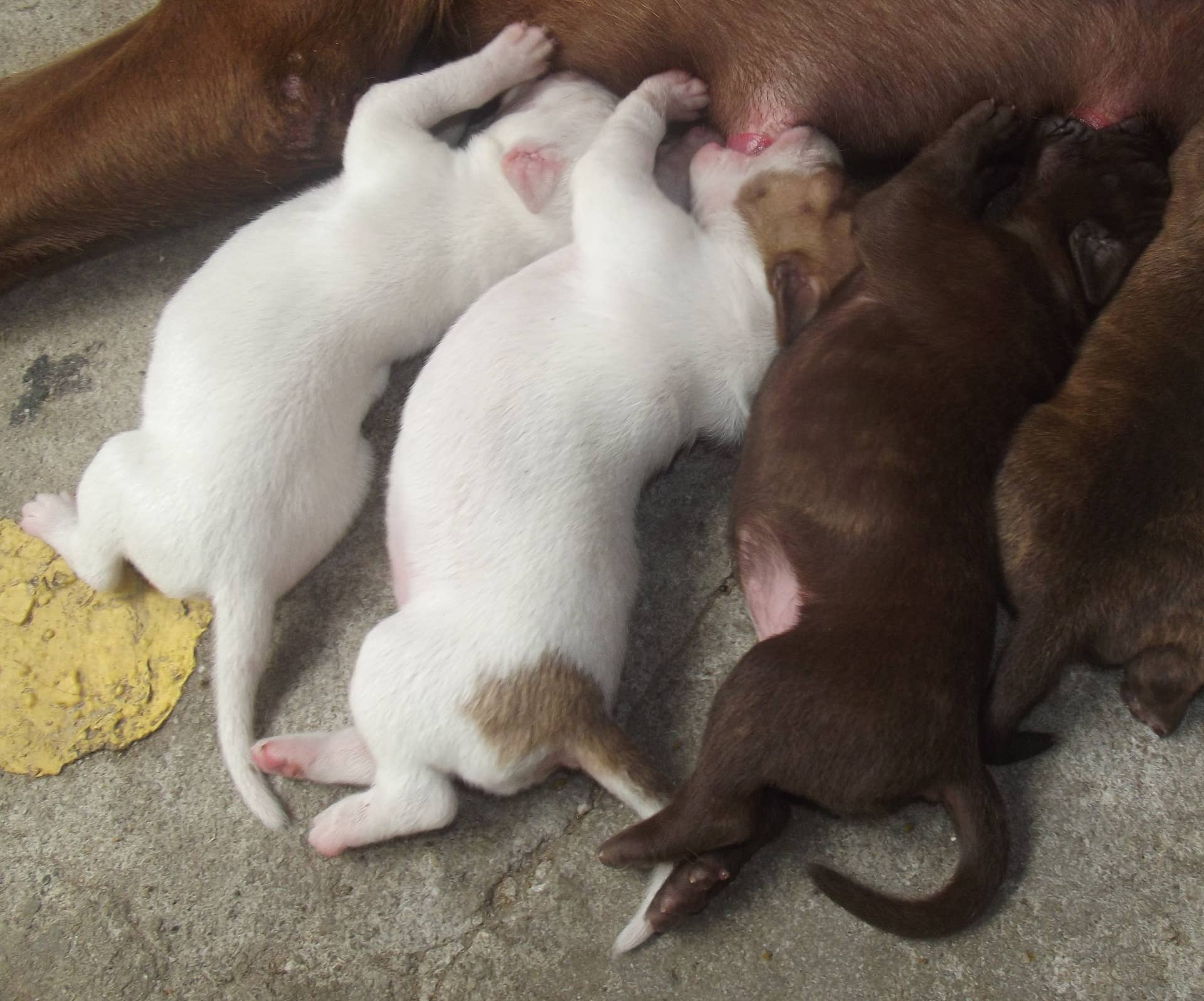 How to Help a Dog Produce More Milk for Her Puppies