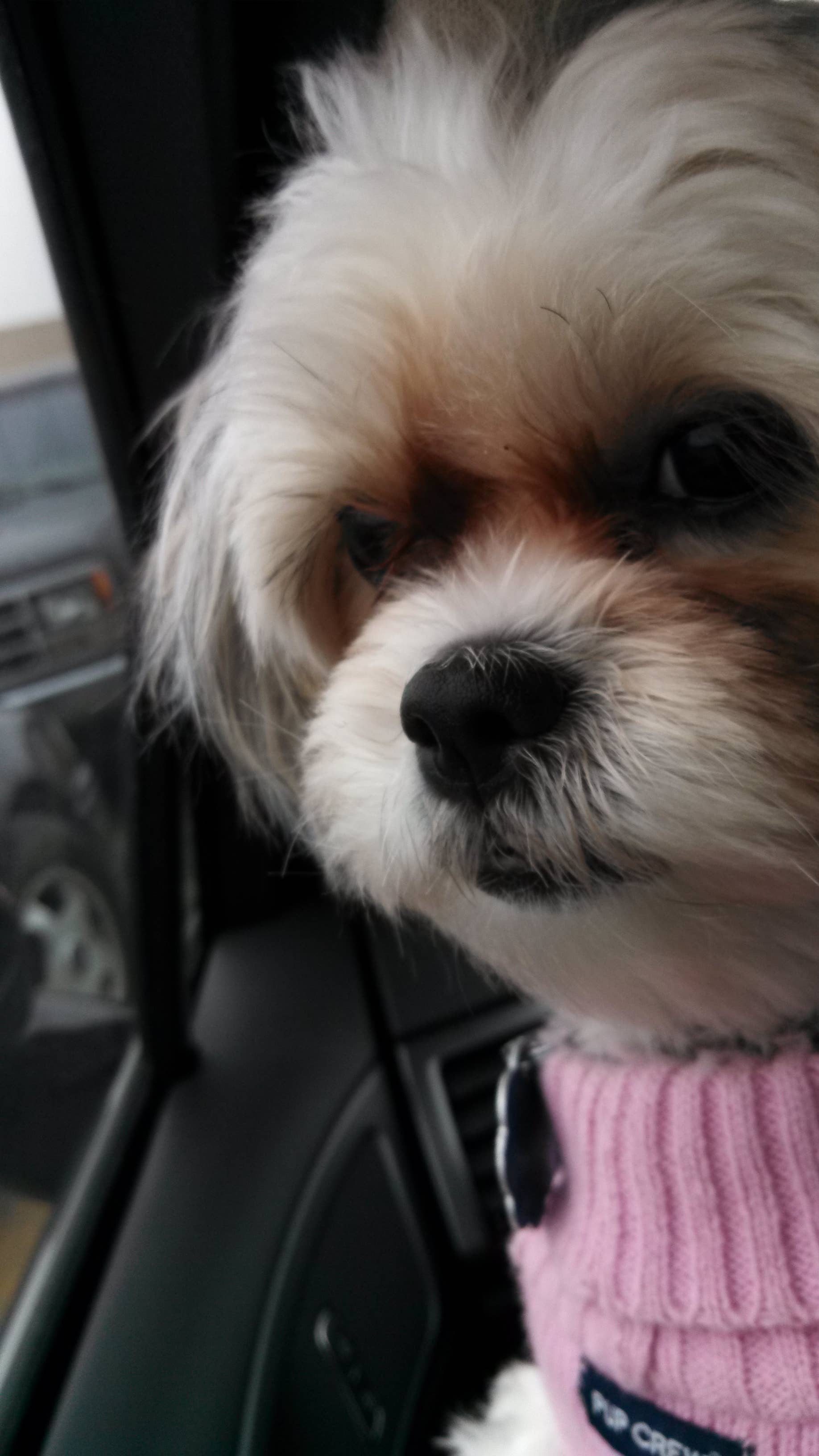 The Maltese Shih Tzu (Malshi): Best Dog Ever! - PetHelpful