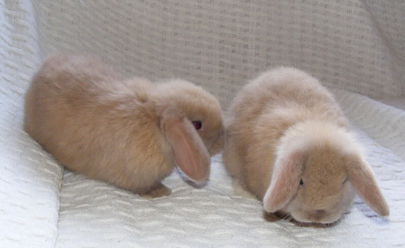 The 10 Best Pet Rabbit Breeds for Children - PetHelpful