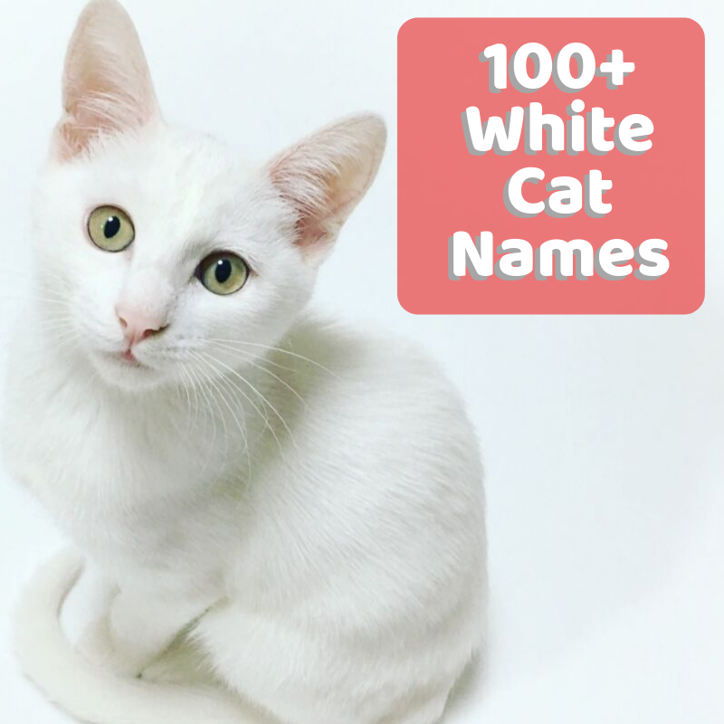 White Cat Pictures