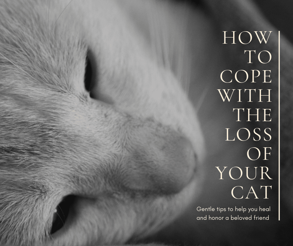 When Your Cat Dies: Gentle Tips to Heal Your Grieving Heart - PetHelpful
