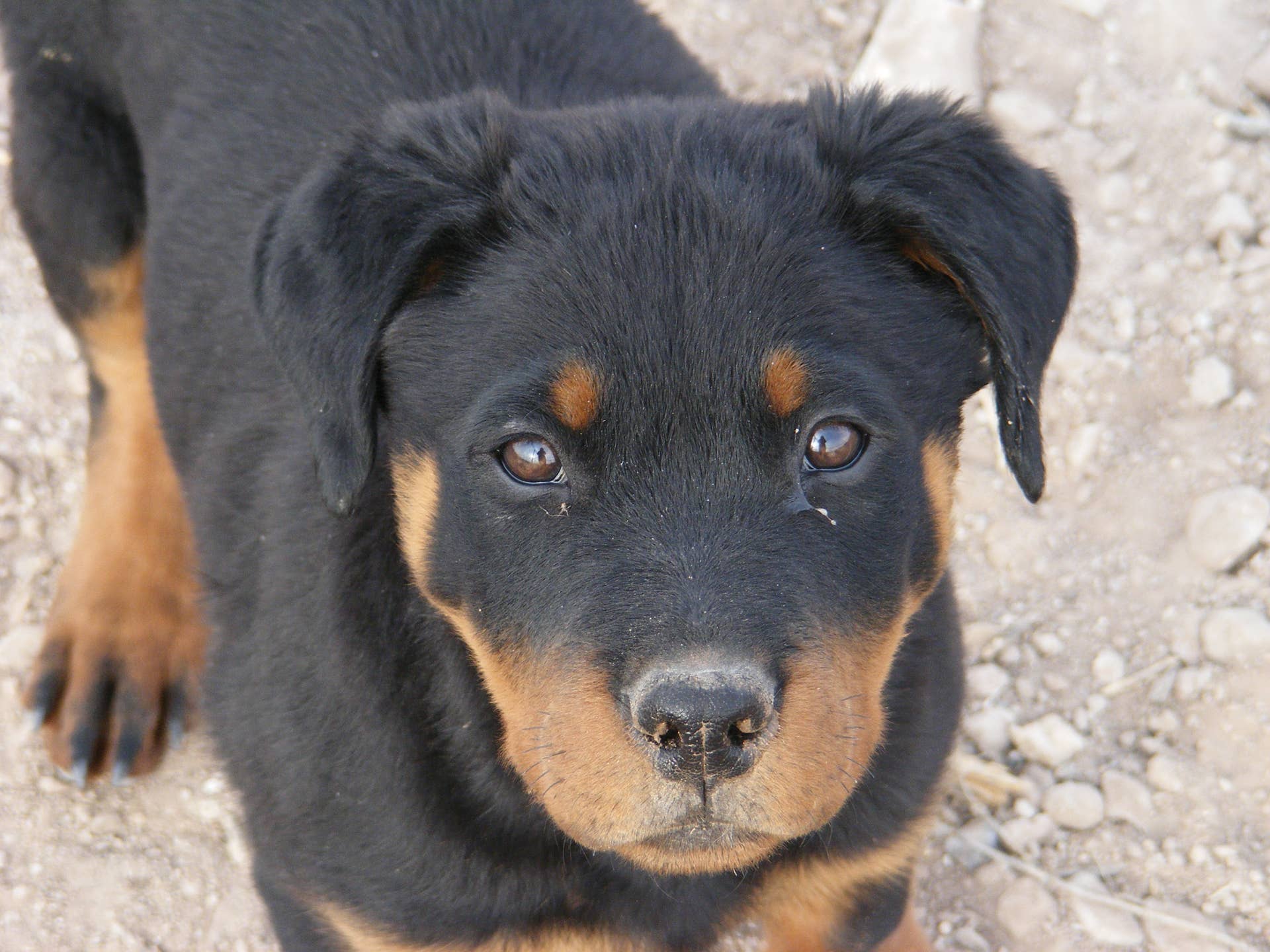 Home Remedies for Parvo in Puppies - PetHelpful
