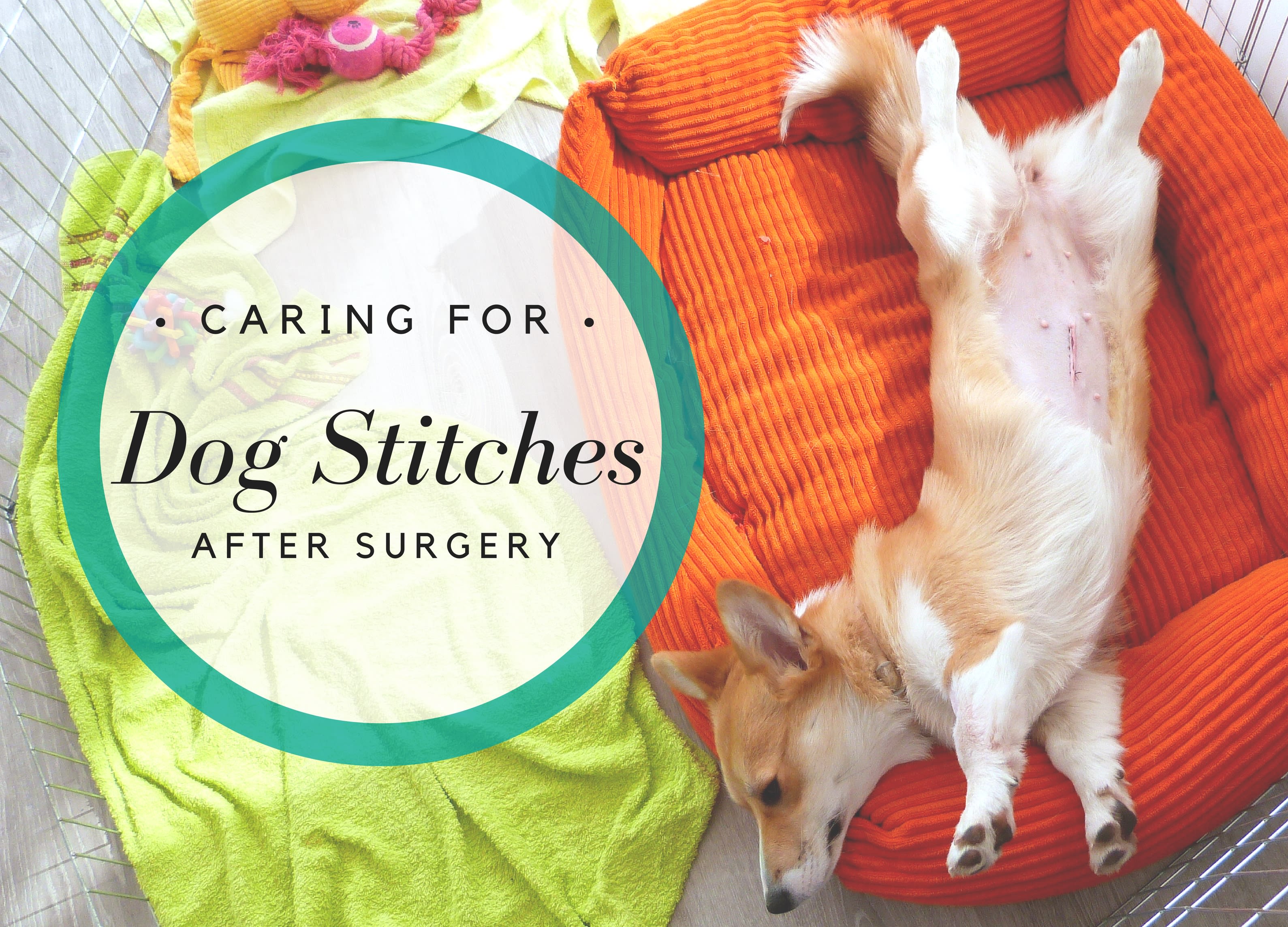 How to Care for Dog Stitches After Surgery (Vet-Reviewed) - PetHelpful