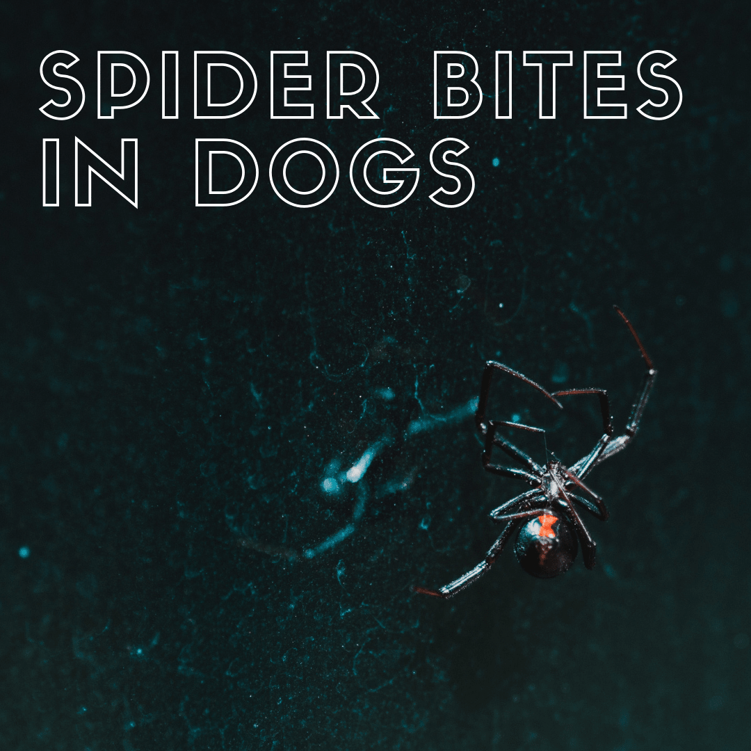 The Danger of Spider Bites to Your Dog (With Photos) - PetHelpful