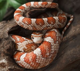 Best Pet Snake Species for Children and Beginners - PetHelpful