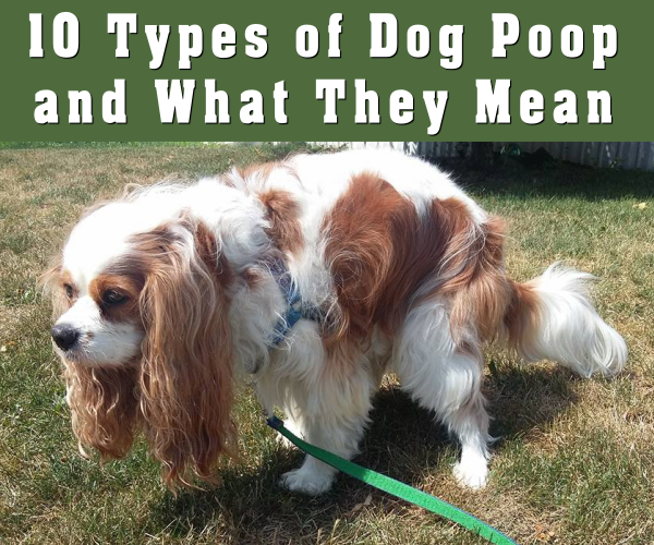 10 Types of Dog Poop and What They Mean - PetHelpful