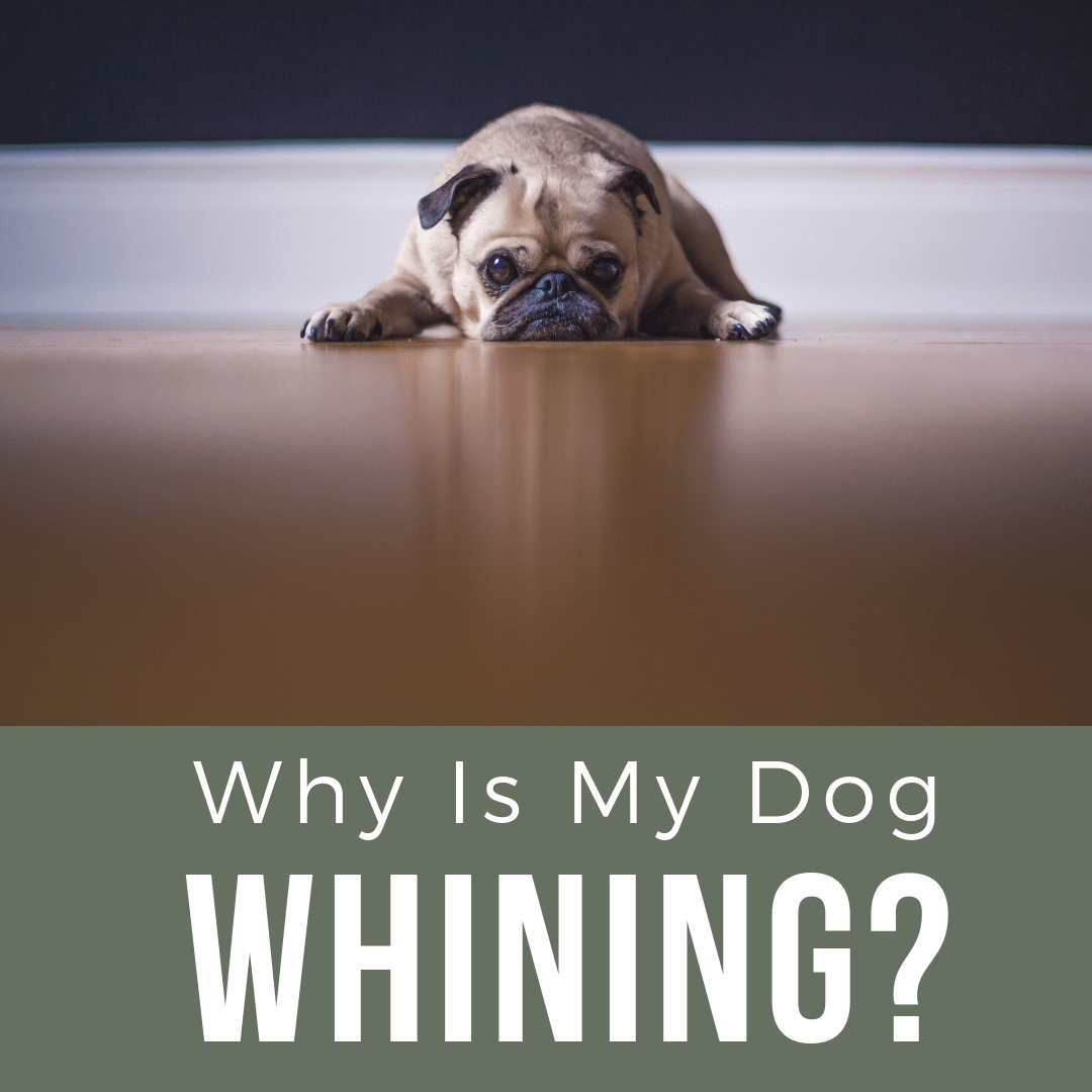 How Do You Get a Dog to Stop Whining?