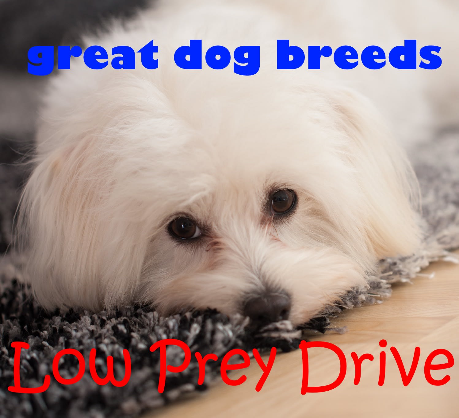 9 Great Dog Breeds With Low Prey Drive (Plus Which Breeds to Avoid ...
