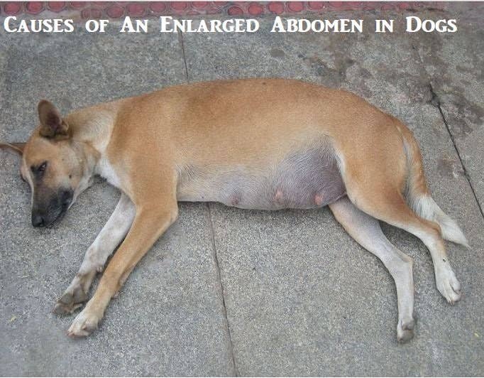 15 Potential Causes of Abdominal Enlargement in Dogs - PetHelpful