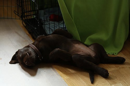 10 Tips to Help Your Dog or Puppy Sleep Through the Night - PetHelpful