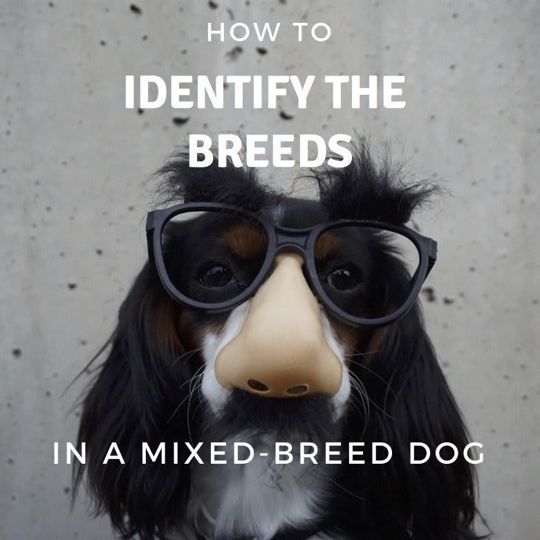 How to Identify the Breeds in a Mixed-Breed Dog