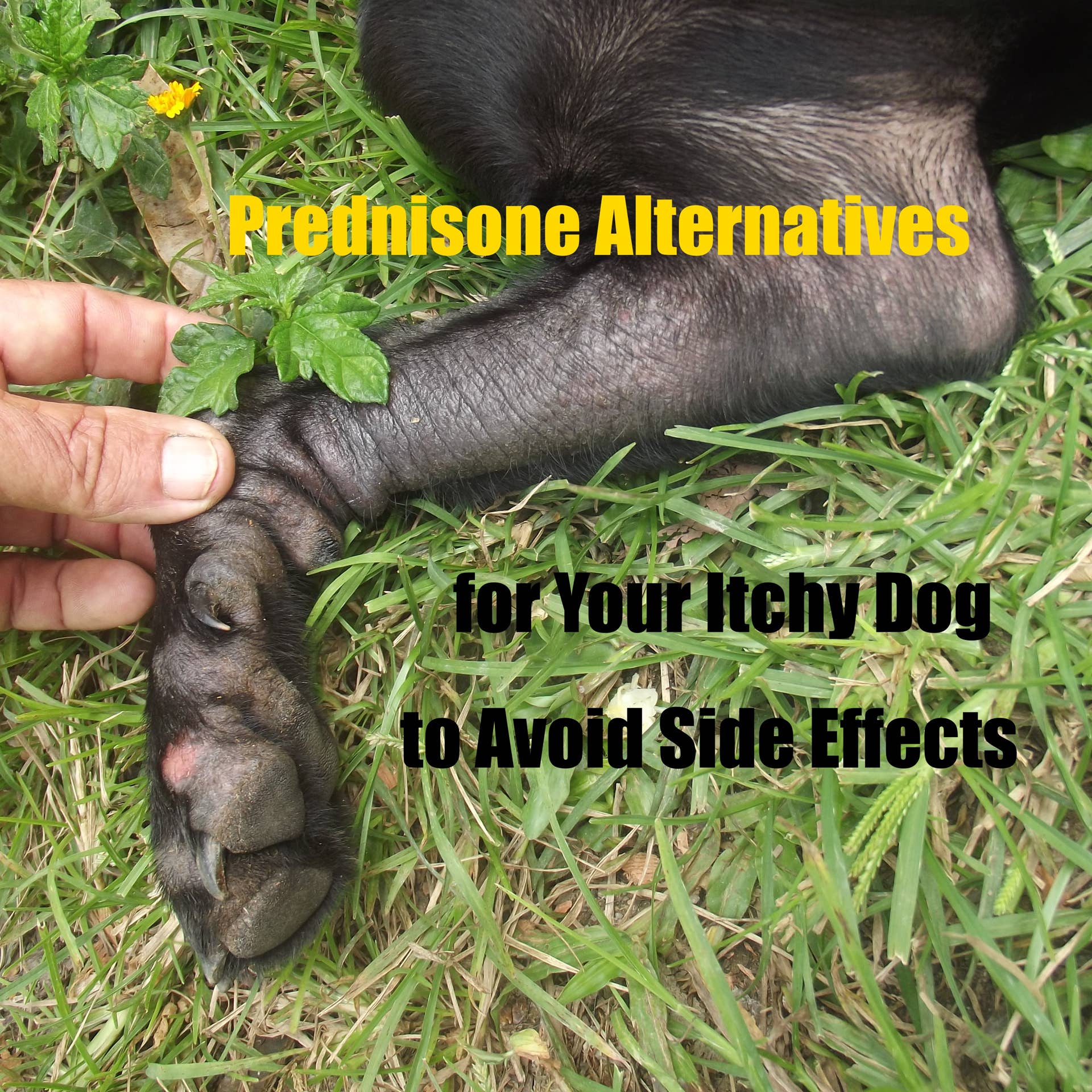 Itchy Dog? Prednisone Alternatives to Avoid Serious Side Effects ...