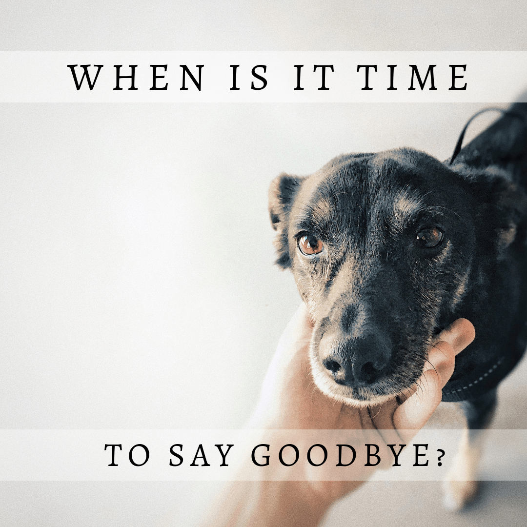 16 Signs a Dog Is Dying: What to Do When Health Declines