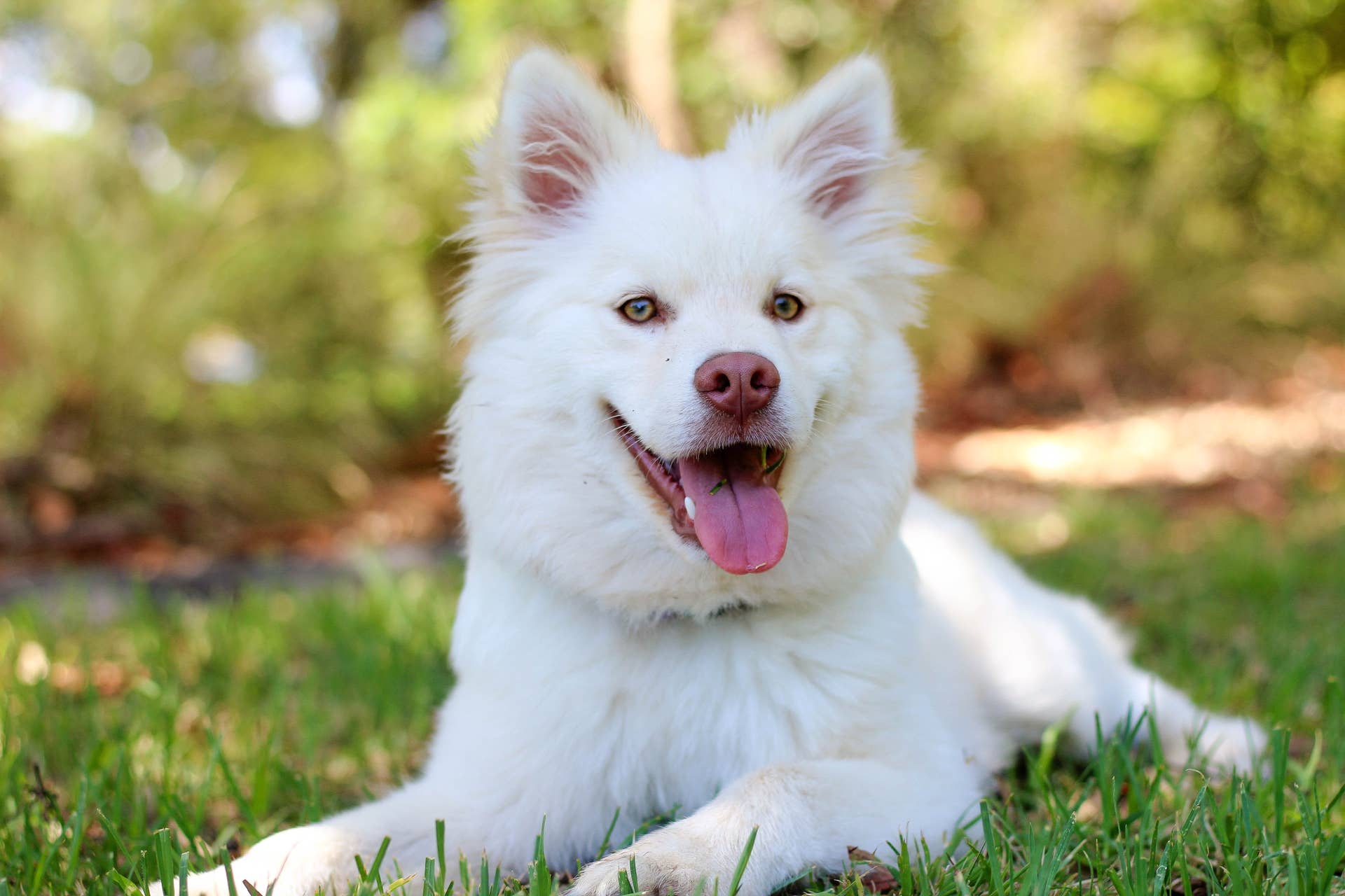 How to Prove That Your Dog Is Not Dangerous - PetHelpful