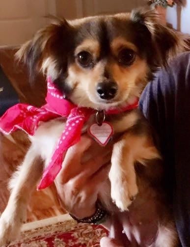 How to Successfully Adopt a Dog From a Rescue or a Shelter - PetHelpful