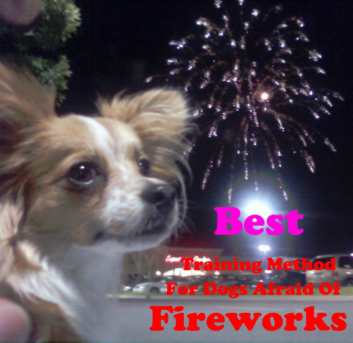 Best Way to Train Your Dog Not to Be Afraid of Fireworks