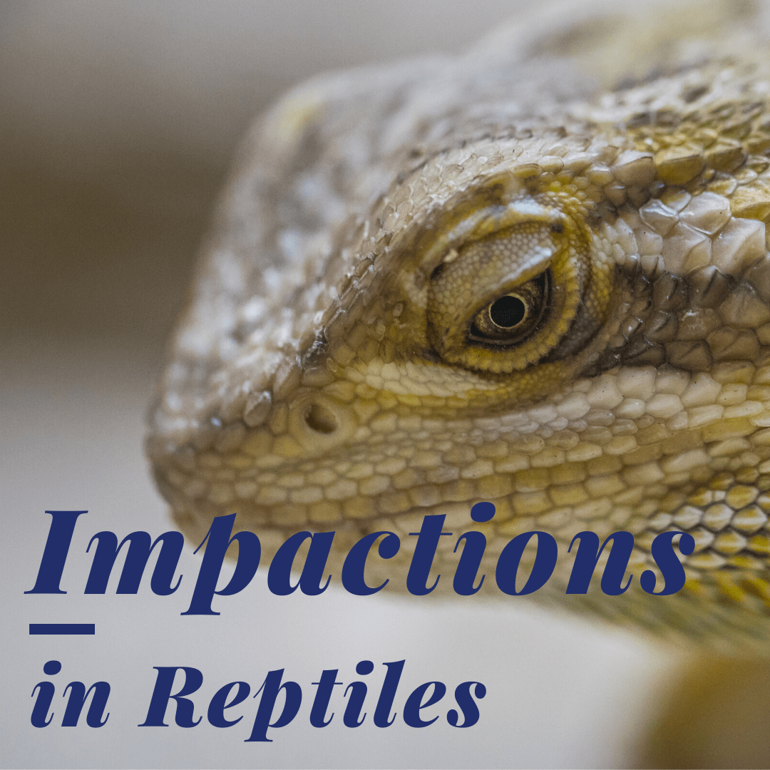 What Is an Impaction in Reptiles?