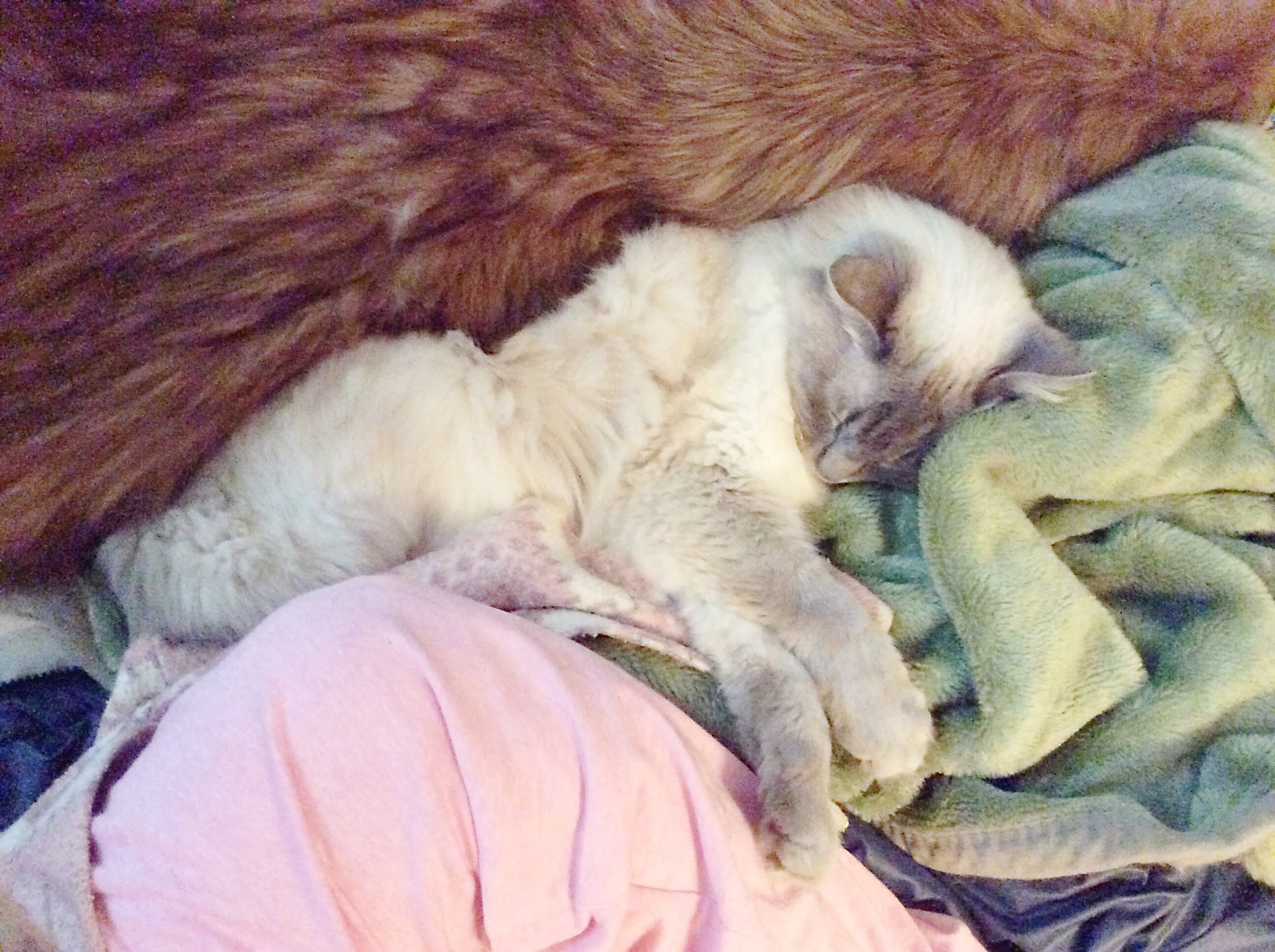 Feline Distemper or Panleukopenia: Virus and Disease Facts