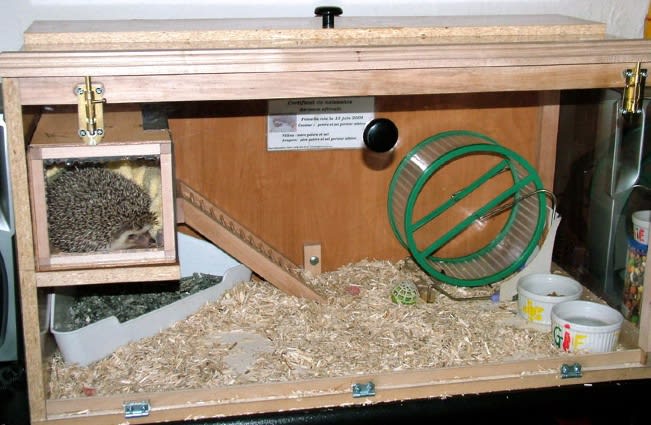 Housing a Pet Hedgehog: Best Cages, Tanks, and Enclosures - PetHelpful