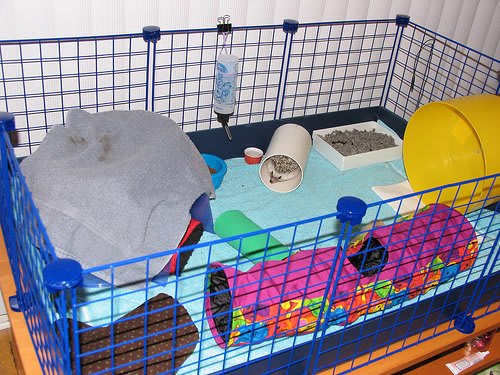 Housing a Pet Hedgehog Best Cages Tanks and Enclosures