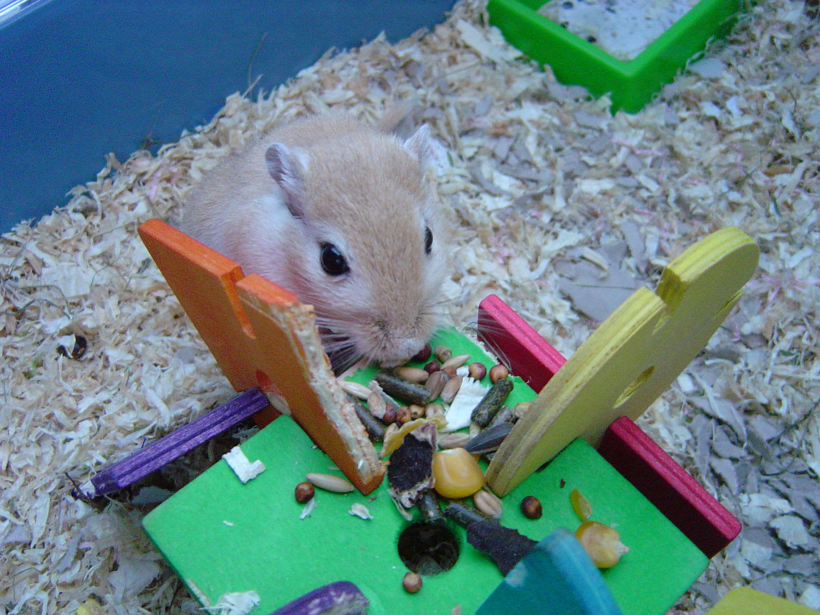 What Can Your Pet Gerbil Eat? Feeding and Diet Recommendations - PetHelpful