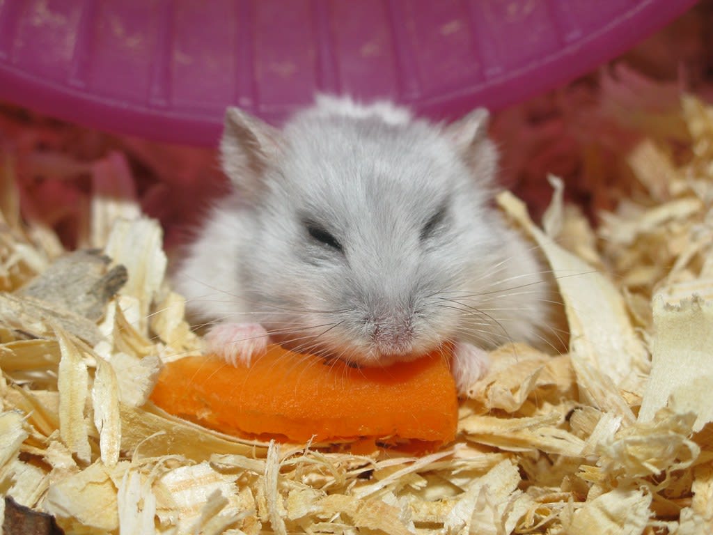 What Can Your Pet Gerbil Eat? Feeding and Diet Recommendations - PetHelpful