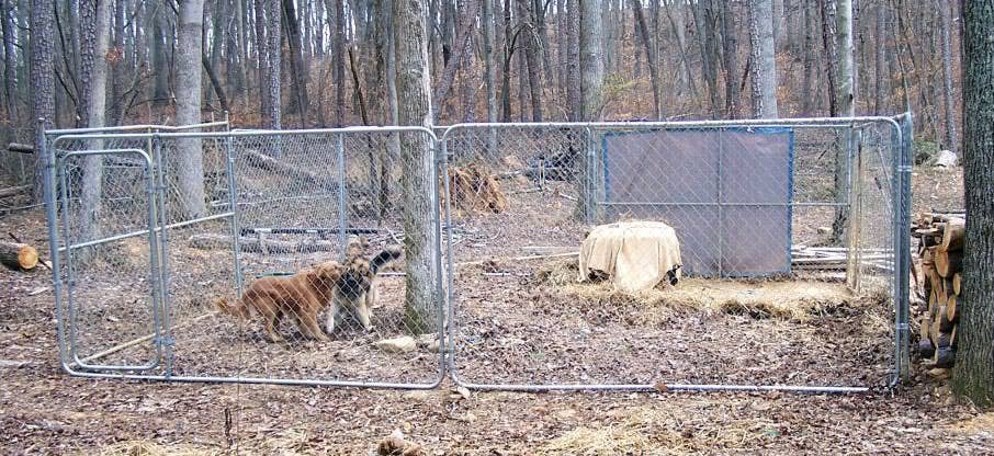 Should I Build or Buy a Dog Kennel Run? - PetHelpful