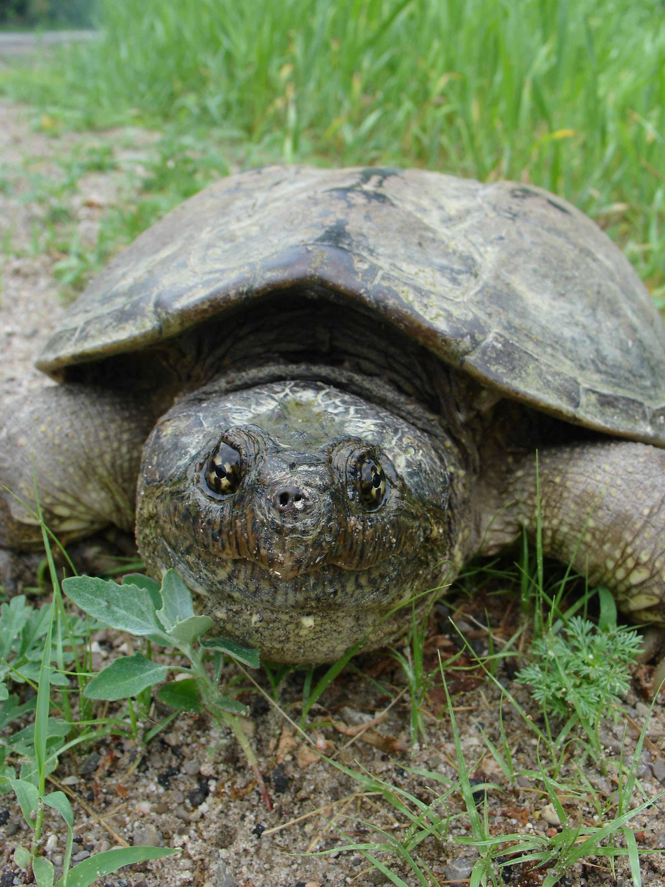 What Do Pet Turtles Eat?