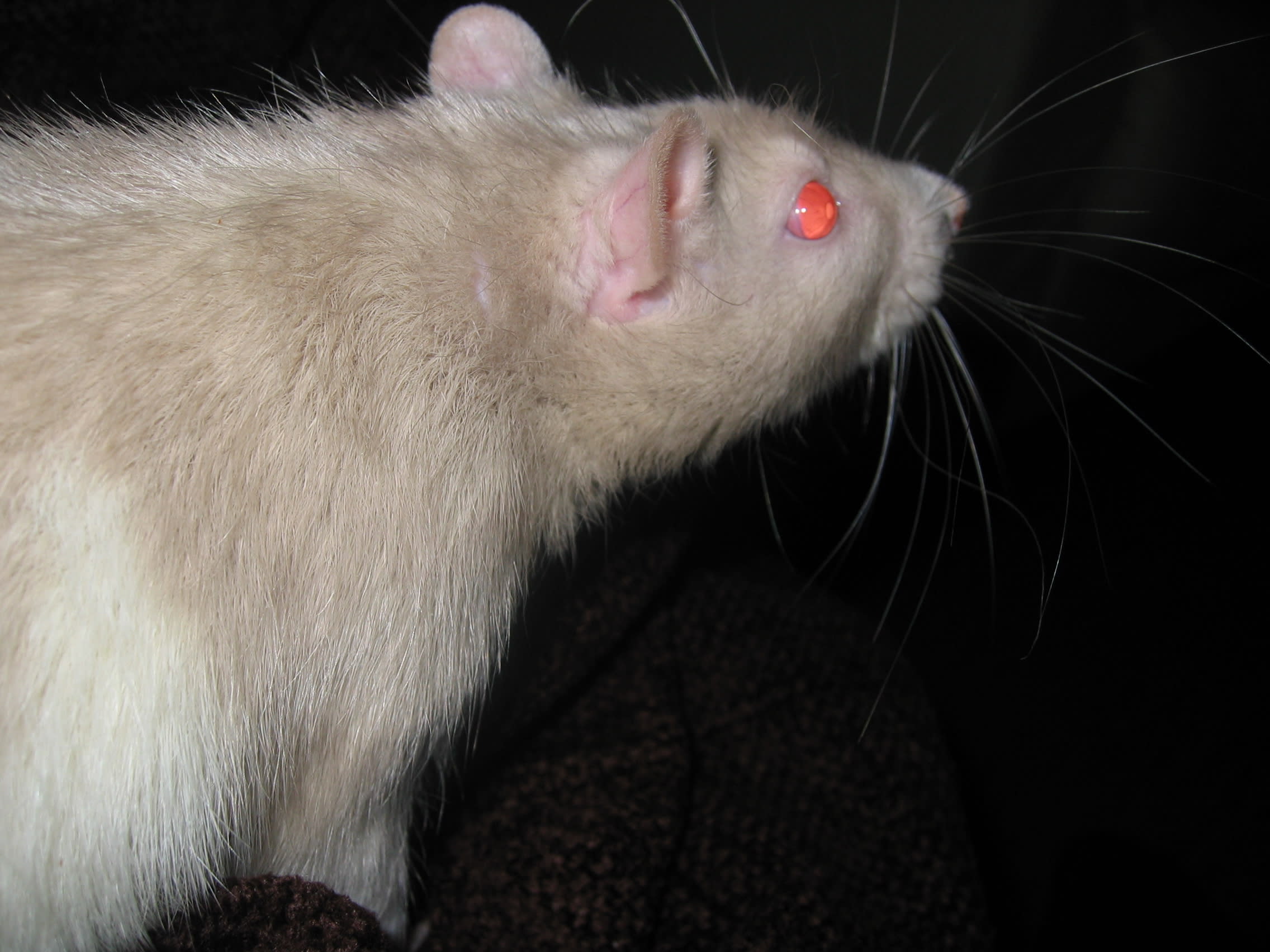 Rats and Their Types, Colors, and Patterns (With Photos) - PetHelpful