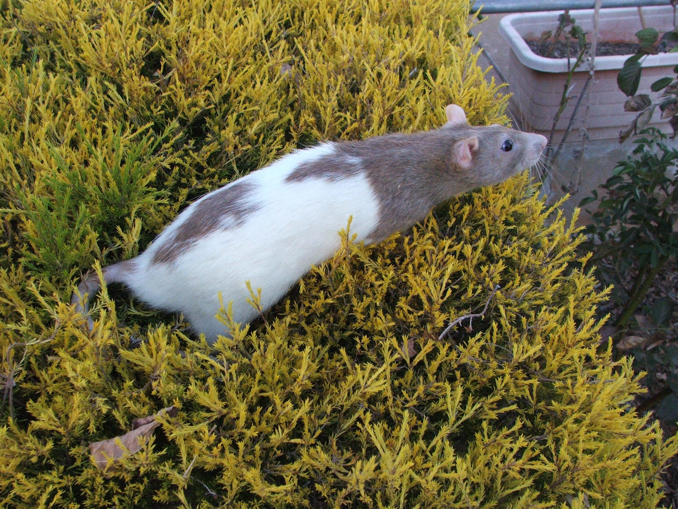 Rats and Their Types, Colors, and Patterns (With Photos) - PetHelpful