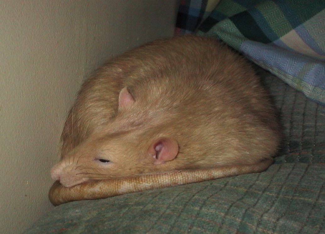 Rats and Their Types, Colors, and Patterns (With Photos) - PetHelpful