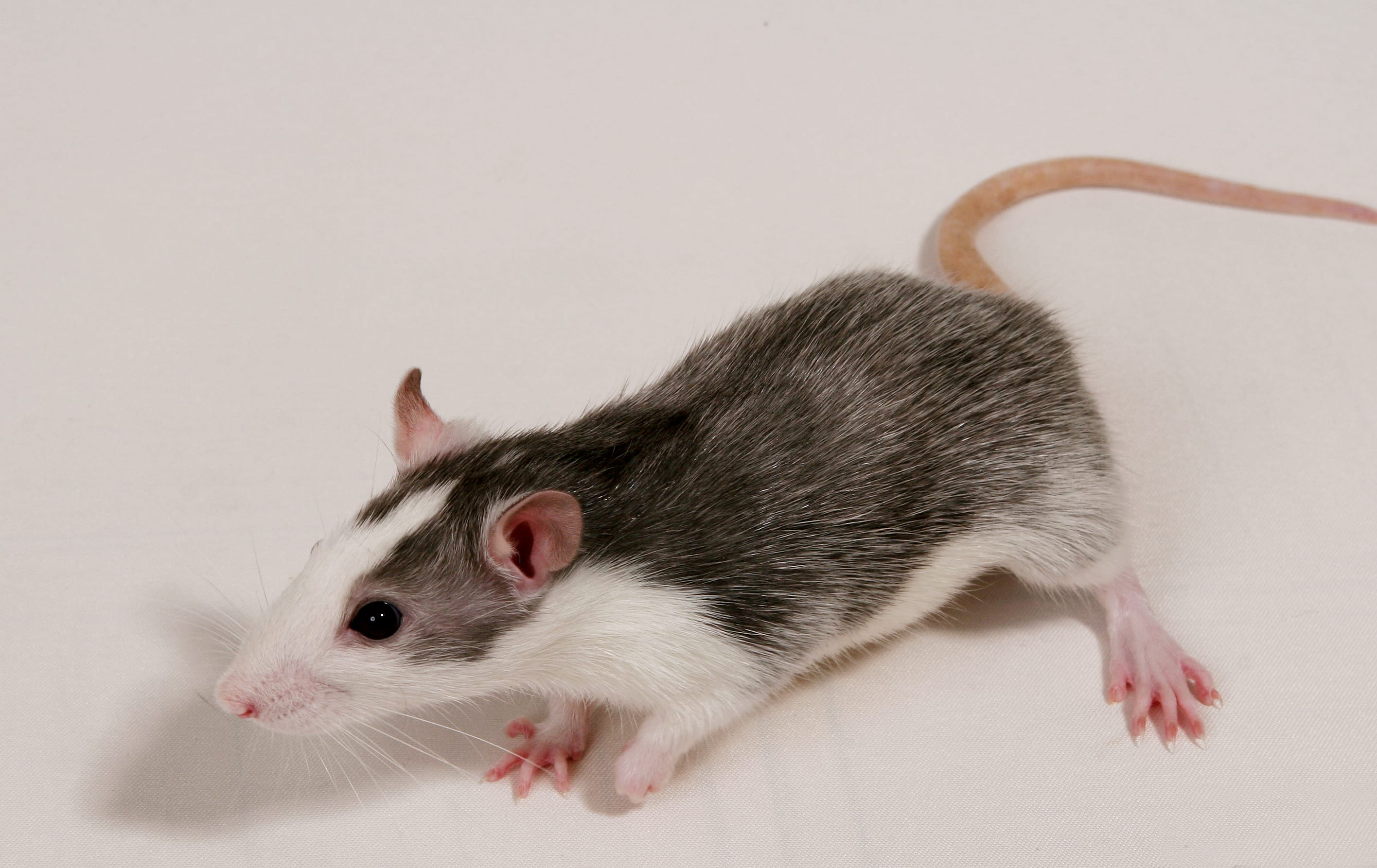 Rats and Their Types, Colors, and Patterns (With Photos) - PetHelpful