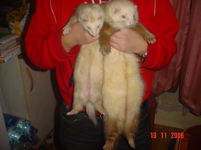 do ferrets need another ferret